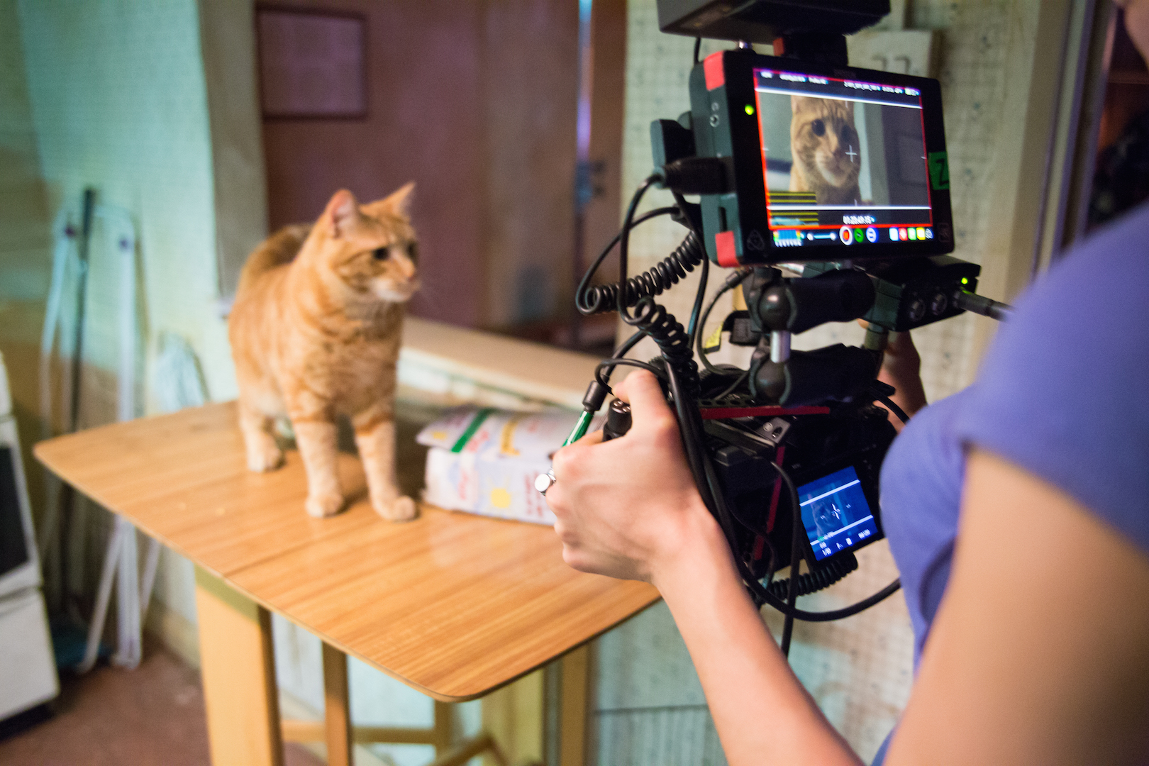 Filming A Street Cat Named Bob - Director Roger Spottiswoode on using ...