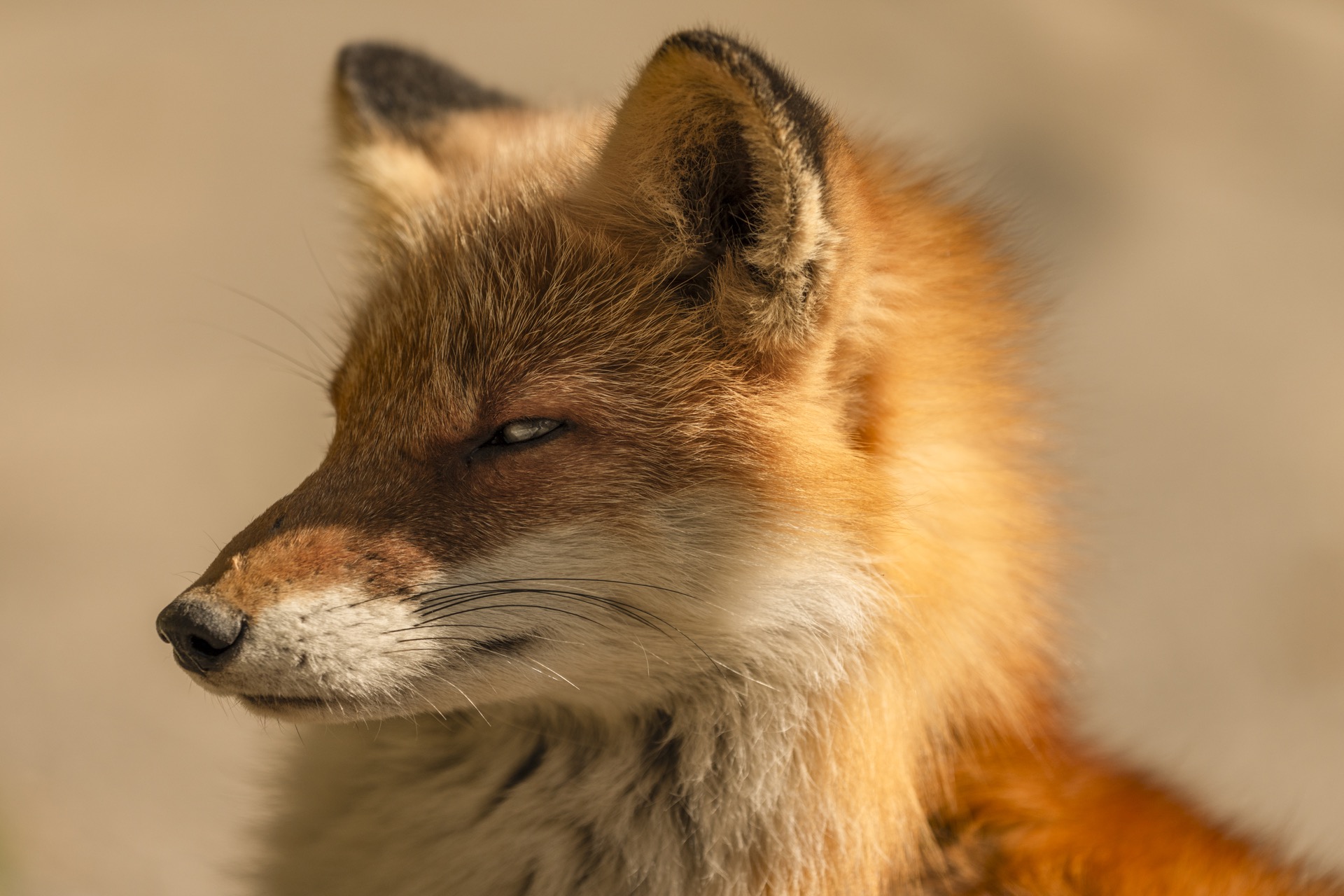 Aya Iwasaki 7 - Newsshooter