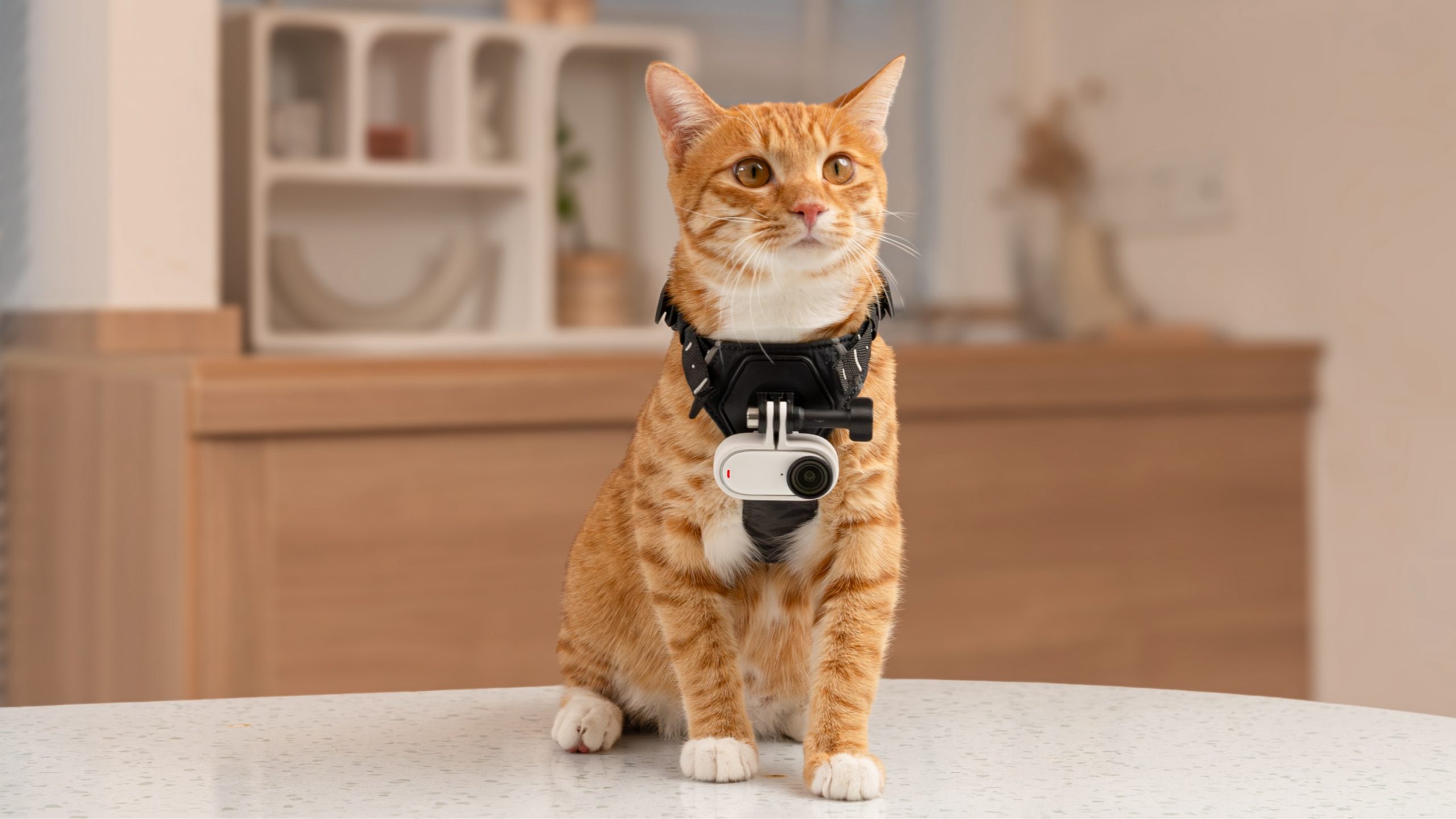 Cat 02 - Newsshooter